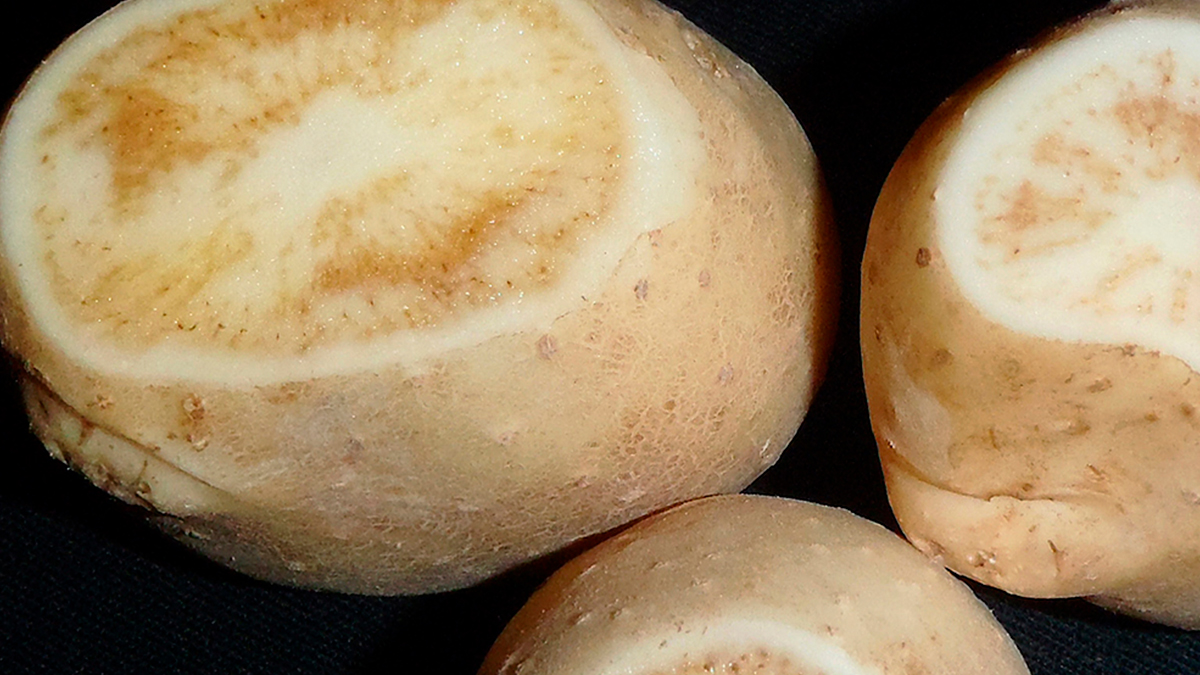 Zebra Chip disease, a hidden threat to potatoes | PataFEST